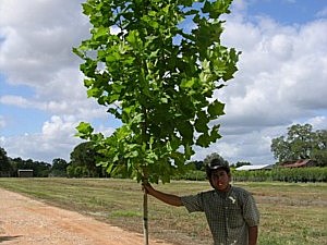 Trees, Maple Tree, Sycamore Trees, Sugar Land, Texas, TX